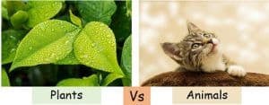 Difference Between Plants and Animals (with Comparison Chart and ...